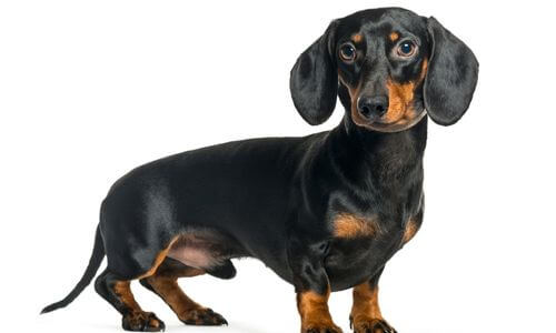 I Bassotti a Pelo Duro, a Pelo Corto e a Pelo Lungo