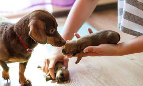 I Bassotti a Pelo Duro, a Pelo Corto e a Pelo Lungo