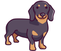 Alimentazione del Bassotto: Salute e Dieta Adeguata